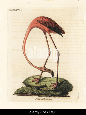 . Phoenicopterus ruber, il fenicottero maggiore. Disegnato da John ...