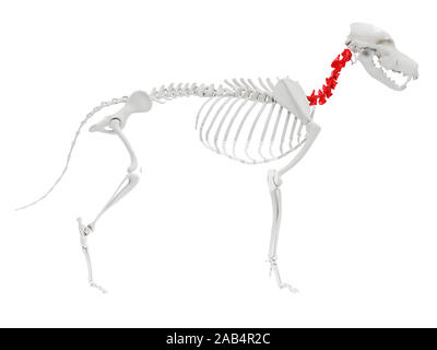 Cervicale vertebre ossa scheletro di cane Anatomia per Medical Concept ...