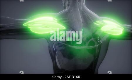 Muscolo deltoide - Visibile anatomia muscolare mappa Foto stock - Alamy