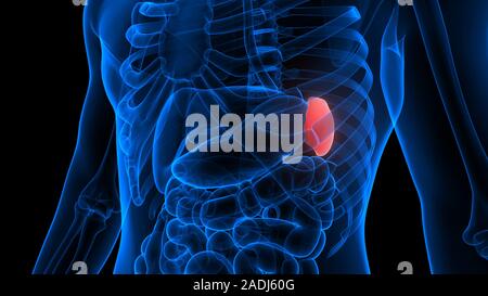 Anatomia degli organi del corpo umano (milza Foto stock - Alamy