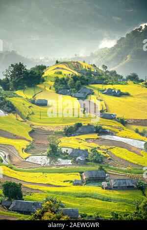 Alba su campi di riso prepara il raccolto a nord-ovest del Vietnam. I ...