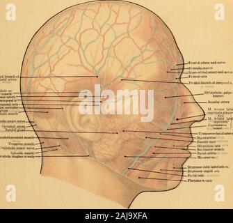 Arteria carotide esterna con rami Foto stock - Alamy
