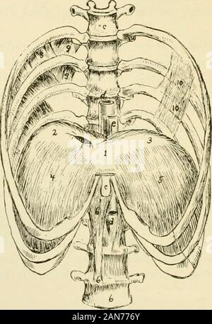 Fisiologia e Biochimica in medicina moderna . I y. Camera per animale ...