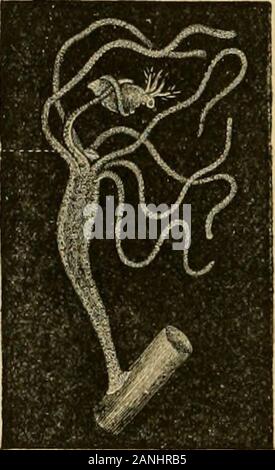 . Anatomia comparata. Anatomia di confronto. Il sistema digestivo 321 ...