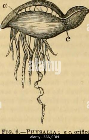 . Anatomia comparata. Anatomia di confronto. Il sistema digestivo 321 ...