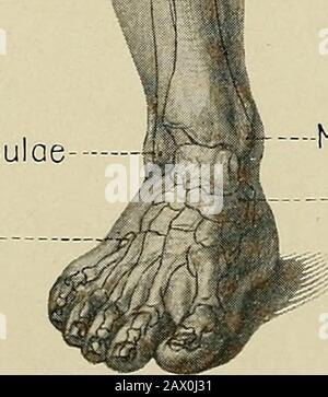 La BNA si è posta come un profilo dell'anatomia regionale e sistematica ...