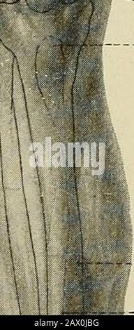 La BNA si è posta come un profilo dell'anatomia regionale e sistematica ...