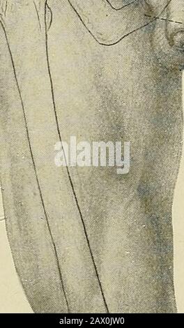 La BNA si è posta come un profilo dell'anatomia regionale e sistematica ...