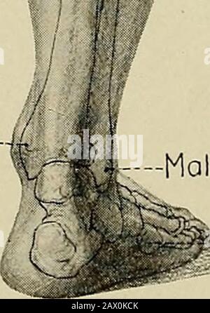 La BNA si è posta come un profilo dell'anatomia regionale e sistematica ...