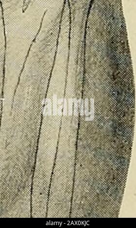 La BNA si è posta come un profilo dell'anatomia regionale e sistematica ...