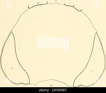 Un libro di testo di ostetricia . Fig. Rappresentazione schematica ...