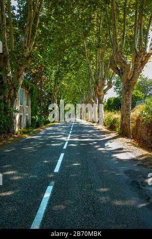 Strada alberata in Provenza, Francia Foto stock - Alamy