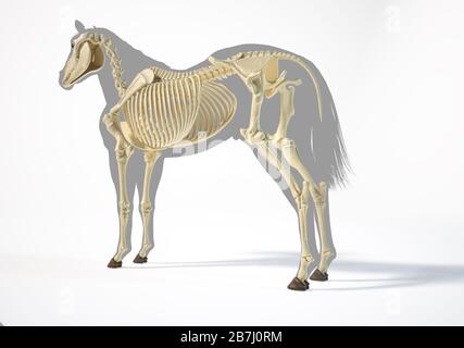 Lo scheletro di cavallo di scheletro di sezione trasversale osso ...