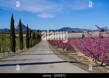 Fiore di pesca a Cieza, Mirador El Olmico. Fotografia di una fioritura ...