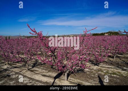 Fiore di pesca a Cieza, Mirador El Olmico. Fotografia di una fioritura ...