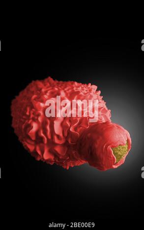 Cellula dendritica travolgendo infettati da HIV di cellule T Foto stock ...