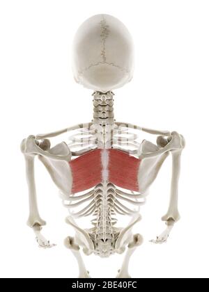 Anatomia illustrazione di romboide Major.scansione a raggi X del corpo ...