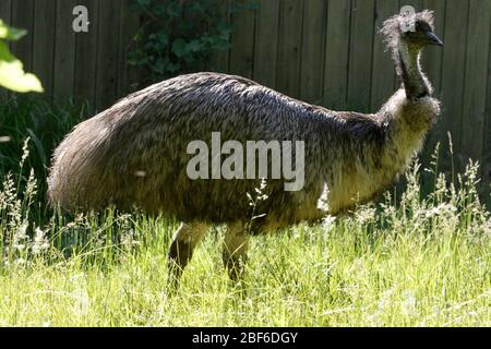 Emu. Male,Darwin,specie: Novaehollandiae,genere: Dromaius,Famiglia ...