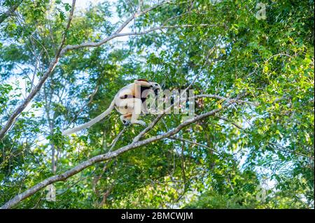 Coquerel il sifaka (Propithecus coquereli) jumping, Palmarium Riserva ...