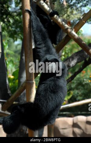 Howler Monkey dà un'abbagliamento aggressivo mentre si appende con una ...