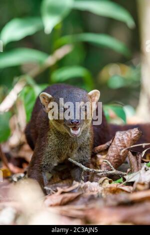 Anello-tailed mongoose (Galidia elegans), sottofamiglia Galidiinae ...