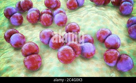 Streptococcus pneumoniae o pneumococco è un batterio grampositivo ...