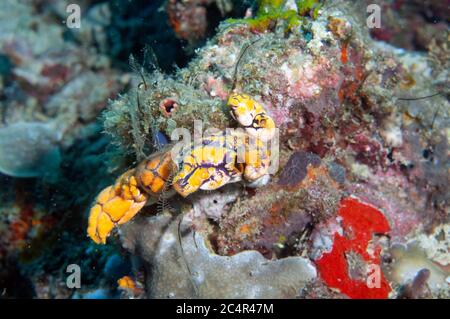 Struzzo di mare o ascidia tunicati, Polycarpa aurata, e falco nano ...