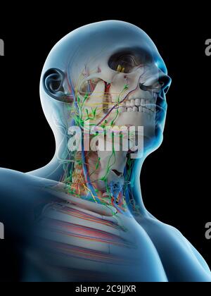 Le vene della testa e del collo Foto stock - Alamy