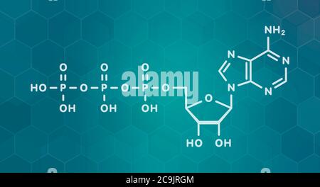 Molecola di adenosina trifosfato (ATP). Funziona come ...