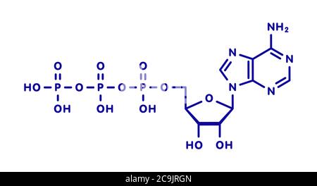 Molecola di adenosina trifosfato (ATP). Funziona come ...