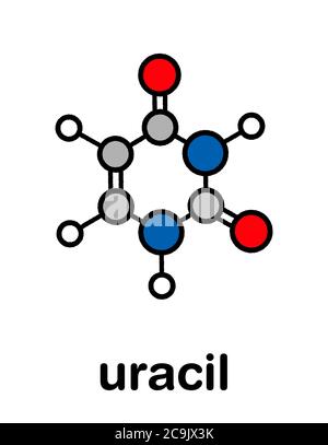 Molecola di uracil (U) nucleobasi. Presente in acido ribonucleico (RNA ...
