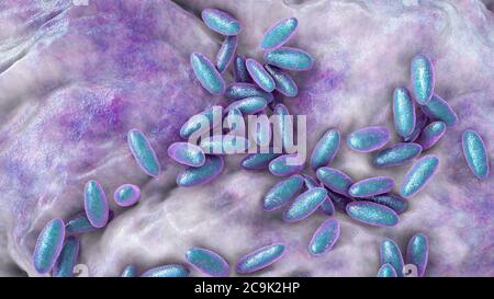 Batteri enterobacteriaceae, illustrazione del computer. Questi sono ...