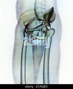 Osso Illium, osso dell'anca o bacino. Anatomia umana, raggi X struttura ...