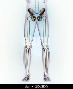 Osso Illium, osso dell'anca o bacino. Anatomia umana, raggi X struttura ...