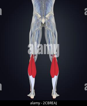 Anatomia illustrazione dei muscoli del polpaccio, anatomia umana ...