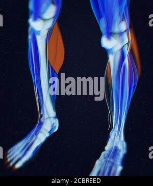 Anatomia illustrazione dei muscoli del polpaccio, anatomia umana ...