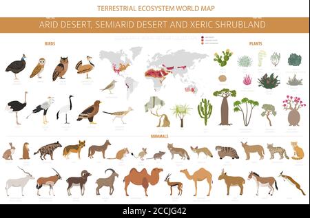 Bioma del deserto, bioma xerico del shrubland, infografica della ...