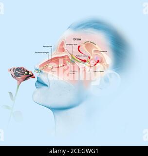 Anatomia del senso dell'olfatto o dell'olfazione nel naso umano ...