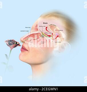 Anatomia del senso dell'olfatto o dell'olfazione nel naso umano ...