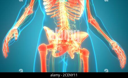 Anatomia Dei Giunti Ossei Dello Scheletro Appendicolare Del Sistema Di ...