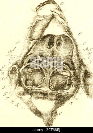 . Opuscula sua anatomica : de resferatione, de monstris. FIGURARUM ...