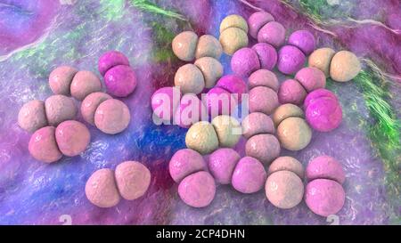 Streptococcus pneumoniae o pneumococco è un batterio grampositivo ...