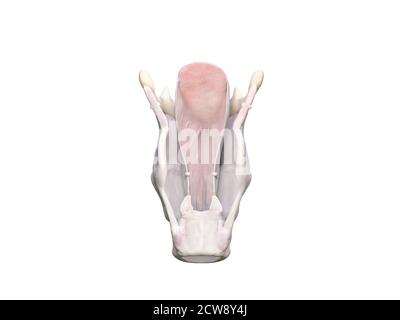 La laringe e corde vocali Foto stock - Alamy