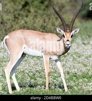 Tanzania, WMA (area di gestione della fauna selvatica) di Randilen ...