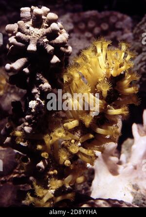 Il polipo giallo, il parazoanthus gracilis e il polipo Zoanthus sp ...