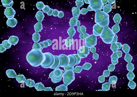 Lo Streptococcus pneumoniae, o pneumococco, è un batterio patogeno gram ...