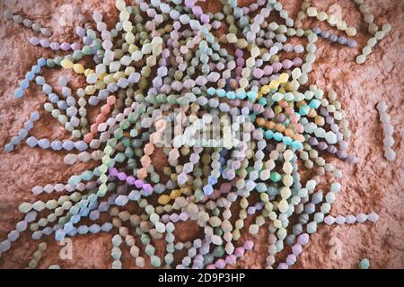 Lo Streptococcus pneumoniae, o pneumococco, è un batterio patogeno gram ...