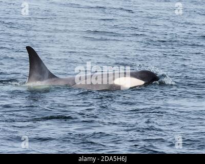 Balena Killer (Orcinus orca) isolato su sfondo bianco Foto stock - Alamy