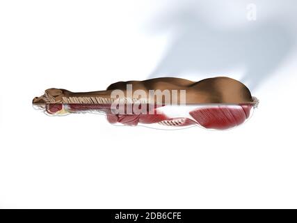 Anatomia del cavallo con il suo sistema muscolare Foto stock - Alamy