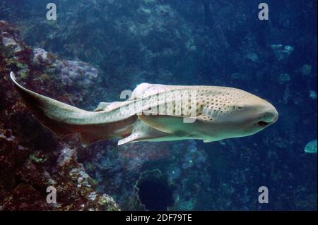 Lo squalo Zebra (Stegostoma fasciatum) nativo degli oceani Indiano e ...